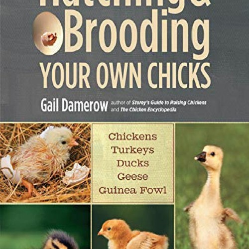Stream episode DOWNLOAD/PDF Hatching & Brooding Your Own Chicks: Chickens, Turkeys, Ducks, Geese ...