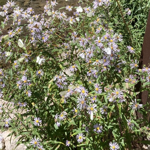 Stream Synthesis by Syawla | Listen online for free on SoundCloud