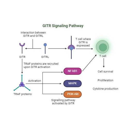Stream episode GITR Boosting T Cell Activation For Enhanced Cancer ...