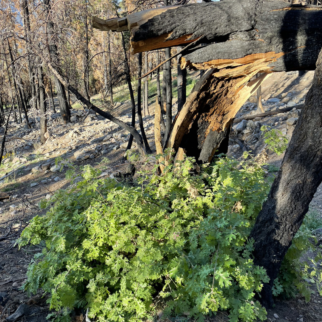 Stream May We Grow Back- Kristin Reeg by Kristin Reeg | Listen online ...