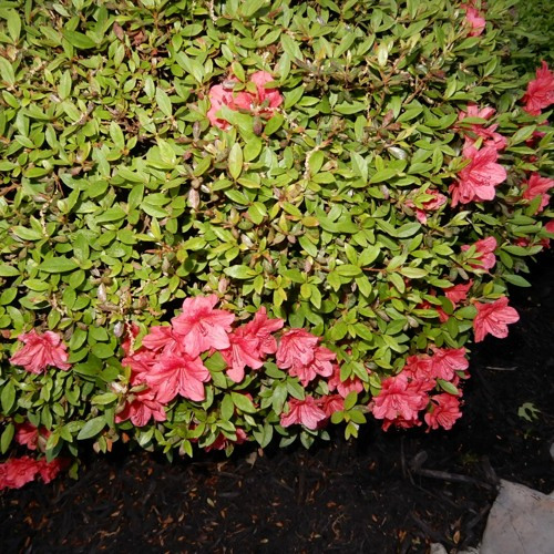 Stream Frozen Heart Kingdom by Jordan Reesor | Listen online for free ...