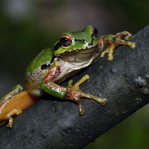 Stream pacific tree frogs mating by aronin | Listen online for free on ...
