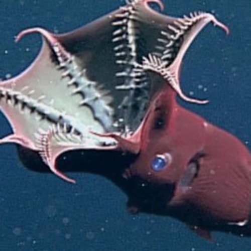 Stream Tarantula Squid by Count Wubula | Listen online for free on ...