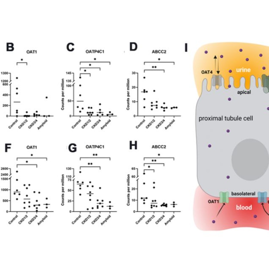 Stream episode Renal Transporter Genes and Uremic Toxins in Aging Cats ...