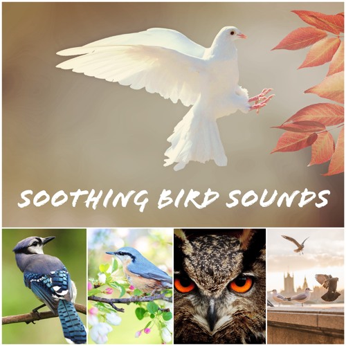 Listen to Calling Birds by Bird Sounds in Soothing Bird Sounds playlist ...