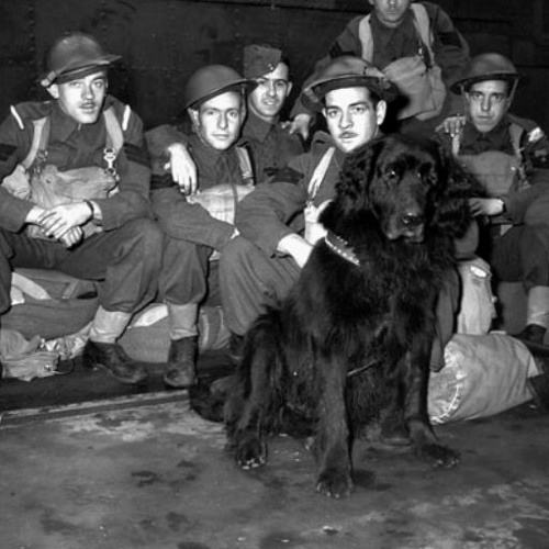 Stream episode The Story of Gander by Aimee Veiner podcast | Listen ...