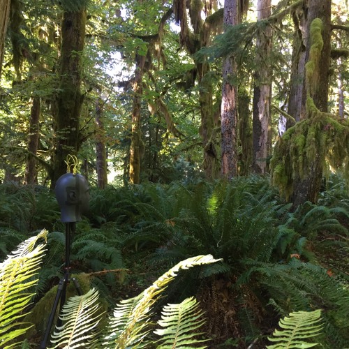 Stream Birds by Laura Giannone- Ebbtide Sound | Listen online for free ...