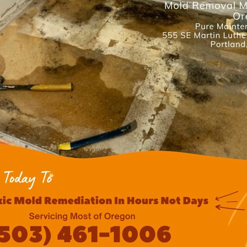 Stream episode Mold Removal Montavilla Portland Oregon - Pure ...