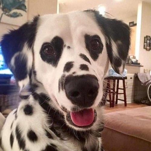 Stream msi alienating our audience full album by backmaskwarning ...