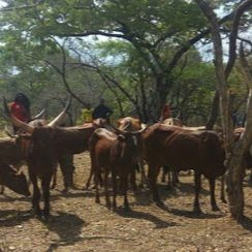 Stream Migogoro ya wakulima na wafugaji nchini Tanzania by BUHA FM ...