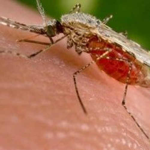 Stream episode ¿Qué es el Paludismo o la Malaria? | Paludismo en México ...
