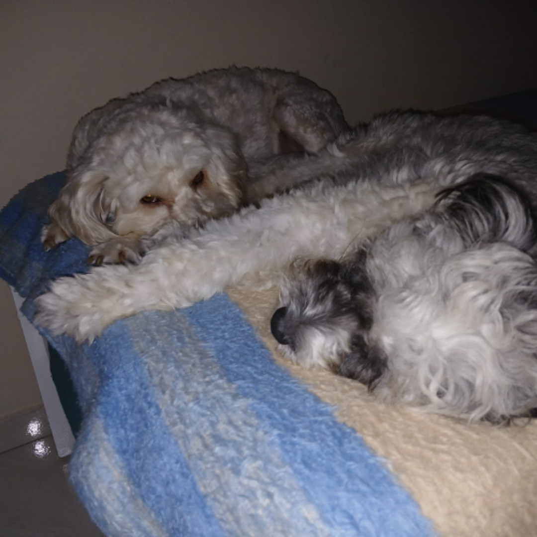 Stream 悪魔 when the demon whispers in your ear by Romantic Muffy ...