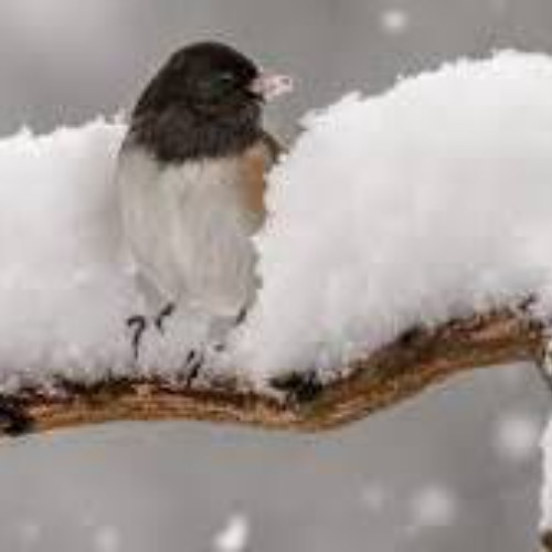 Stream episode Birding with Al Batt on 1-21-2025 by The Maverick FM ...