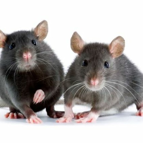 Stream Jay & Tori talk to a certified RAT TICKLER by Blackburn Media ...