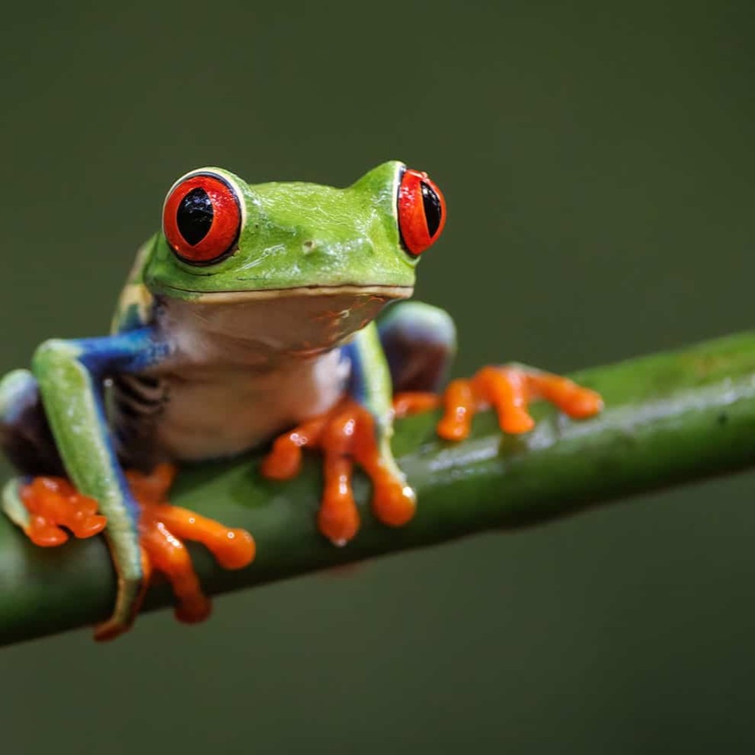 Stream episode How To Automate Screaming Frog Crawl Reports In Data ...