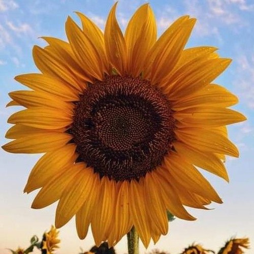 Stream Sunflower (Acoustic) by Topaz | Listen online for free on SoundCloud