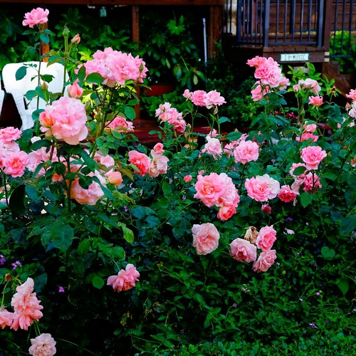 Stream Janice and Bill's Picnic 2023 'I Never Promised You A Rose ...