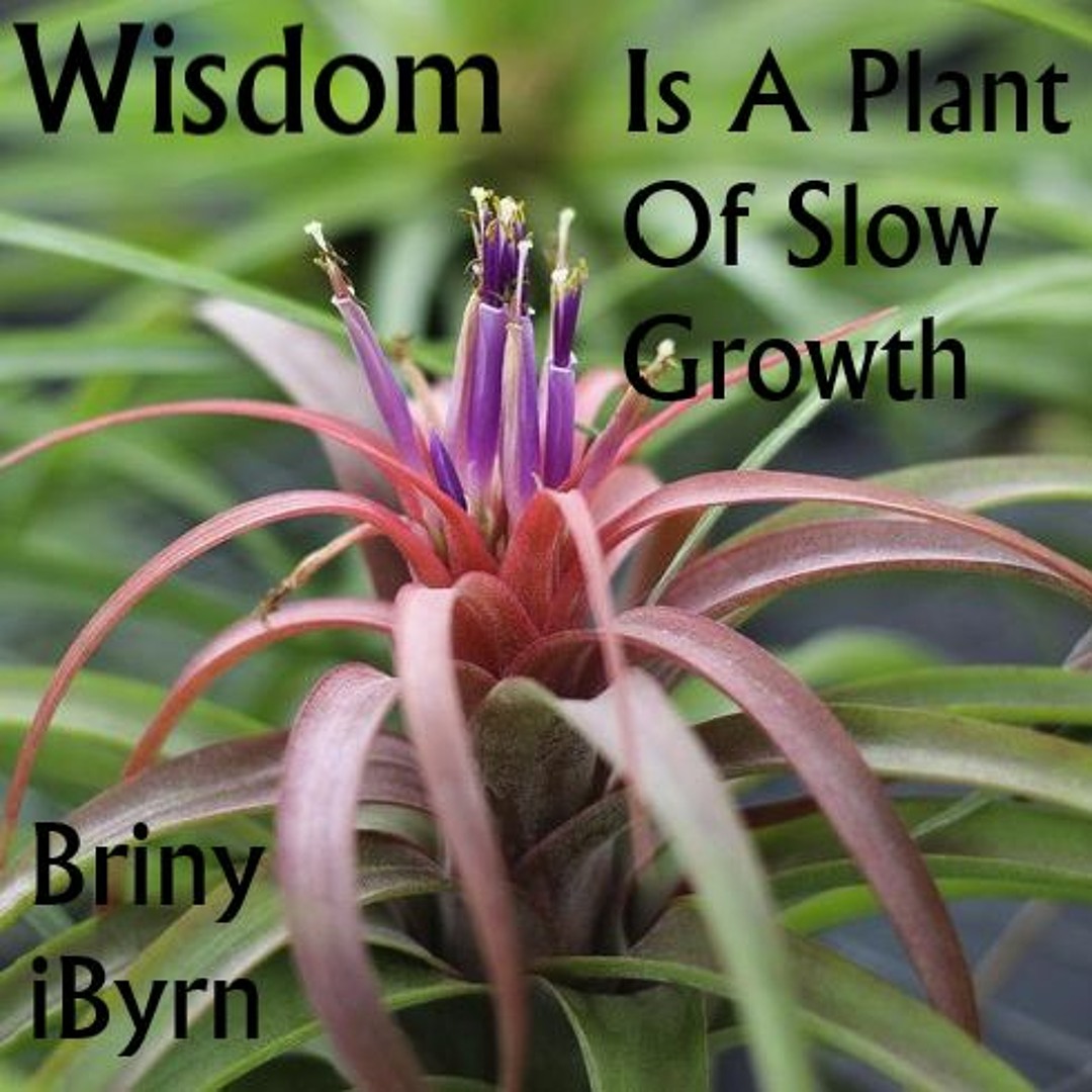 Stream Wisdom Is A Plant Of Slow Growth by Briny iByrn | Listen online ...