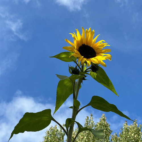 Stream Solar Eclipse Guided Journey by Frida Brooks | Listen online for ...