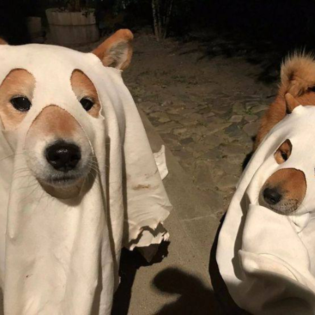 Stream ния, bir kyz - horosha by kiril4308 | Listen online for free on ...