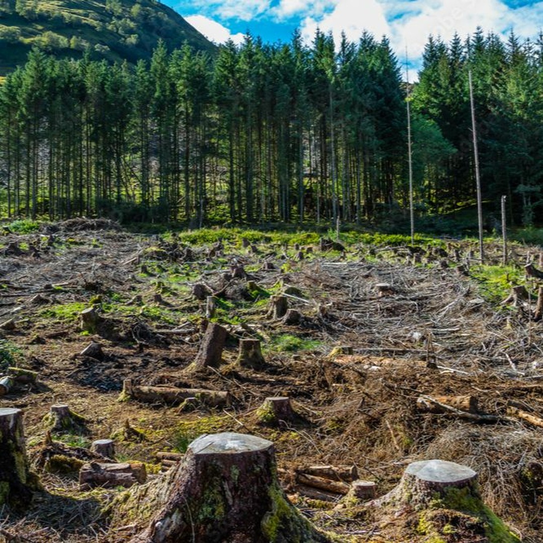 Stream clear cut by soulse3k | Listen online for free on SoundCloud