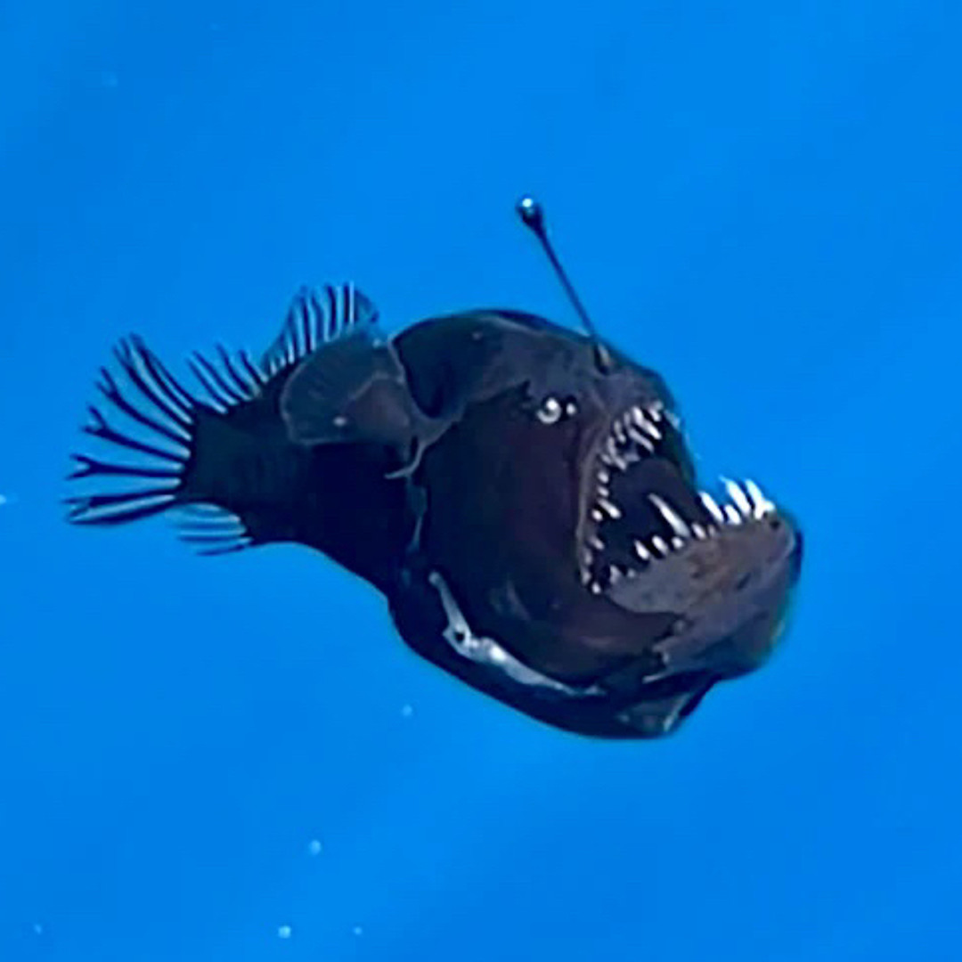 Stream Take the Devil out the Fish by Jah-Femi Telewa | Listen online ...