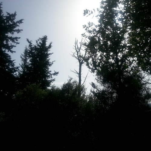 Stream The Leaves of the Rowan (instrumental) by Barney | Listen online ...