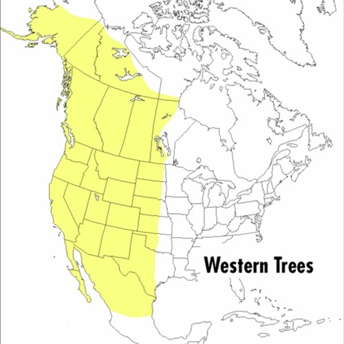 Stream episode [PDF] A Peterson Field Guide To Western Trees: Western ...