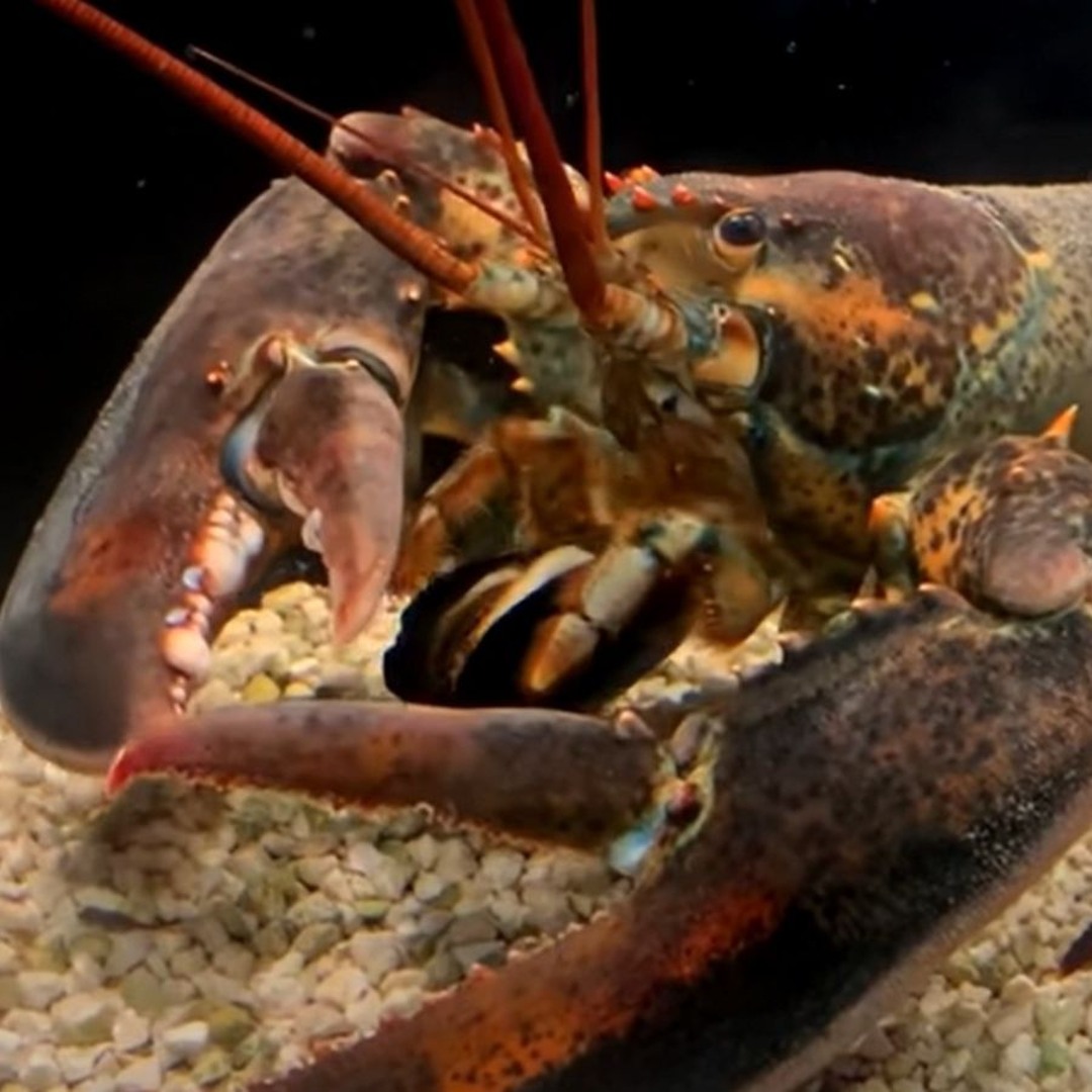 Stream How Is Leon? by D. Williams | Listen online for free on SoundCloud