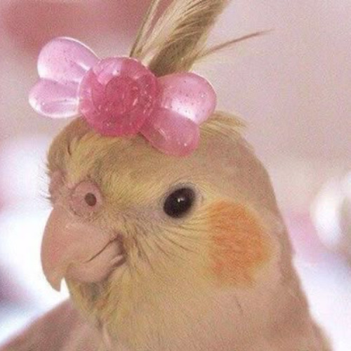 Stream shea bird [killua55] by 1toojz | Listen online for free on ...