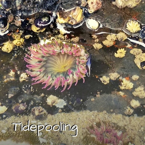 Stream Tidepooling by Lisa Neher, Mezzo-Soprano & Composer | Listen ...