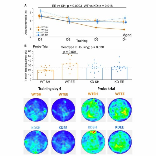 Stream episode MSK1’s Required Role in Cognitive Benefits from Enriched ...