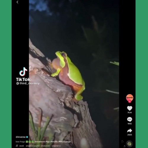 Stream TikTok Jazz Frog - Extended by melancholia24 | Listen online for ...