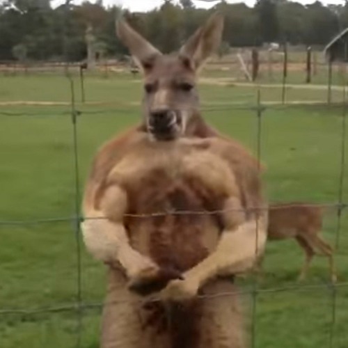 Steroid Kangaroo