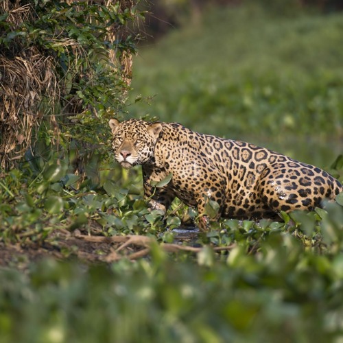 Stream Jesse Comer - Ghosts (Original Beat/Mix Snippet) by Jesse Comer ...