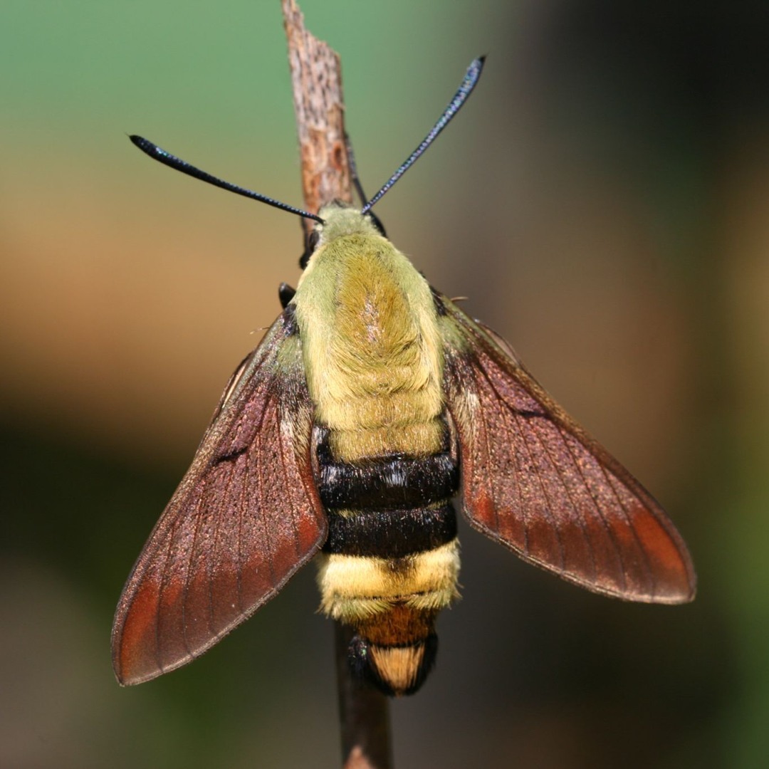 Stream Snowberry Clearwing by Crystal Bridges Museum of American Art ...