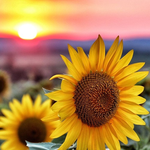 Stream The Sacrament Of Now by Fr. Michael Sorial by The Link | Listen ...