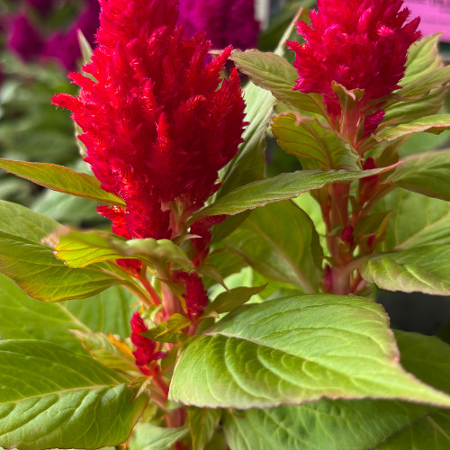 Stream WAY OUT/GREED FOR DA GREEN (PROD. SPV) by THS | Listen online ...