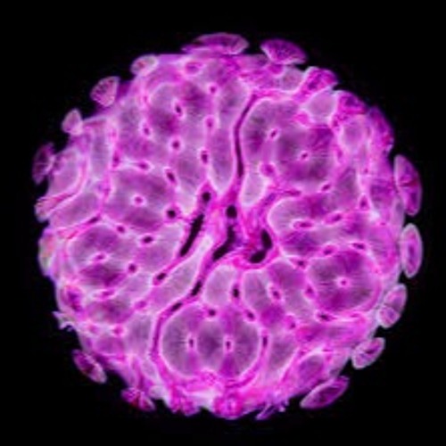 Stream Galantis X JVKE - Dandelion (Yosho Remix) by Yosho | Listen ...