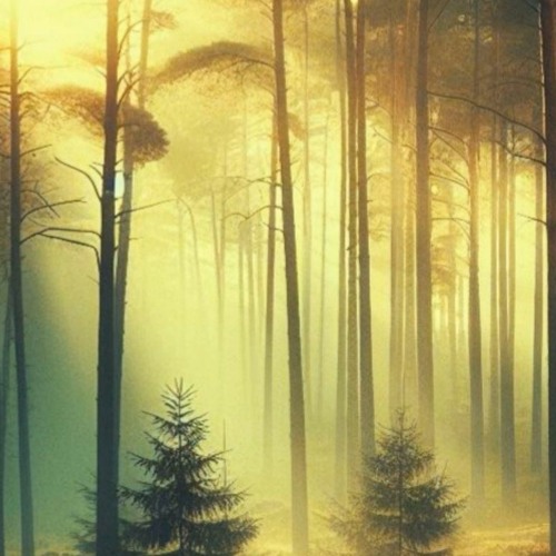 Stream Nexilen - Forest Thicket by Nexilen♪ | Listen online for free on ...