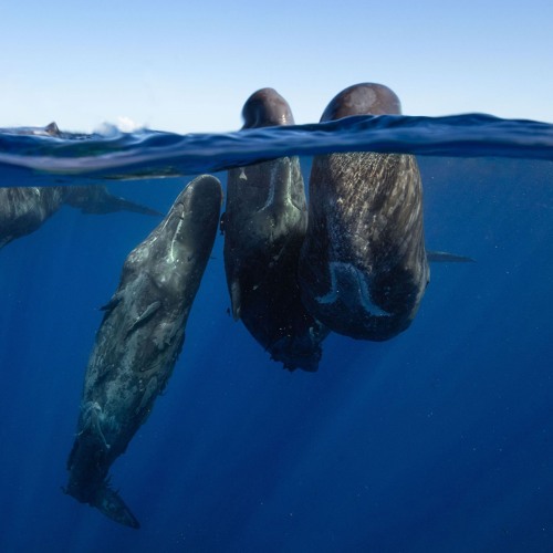 Stream Deep Listening: Whale Culture, Interspecies Communication, and ...