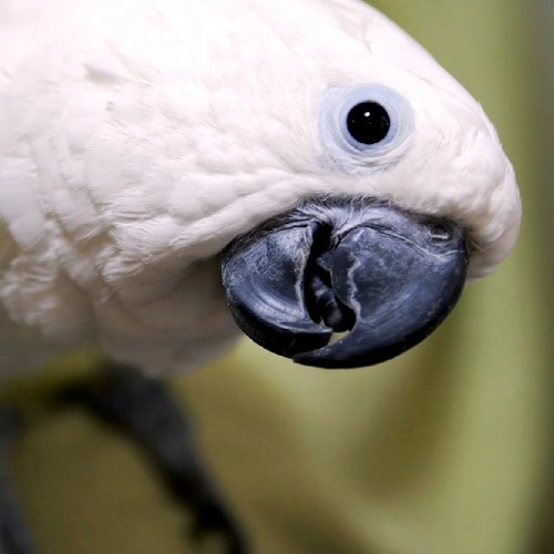 Stream Kohaku Summoning Cthulhu by Hideaki Utsumi | Listen online for free on SoundCloud