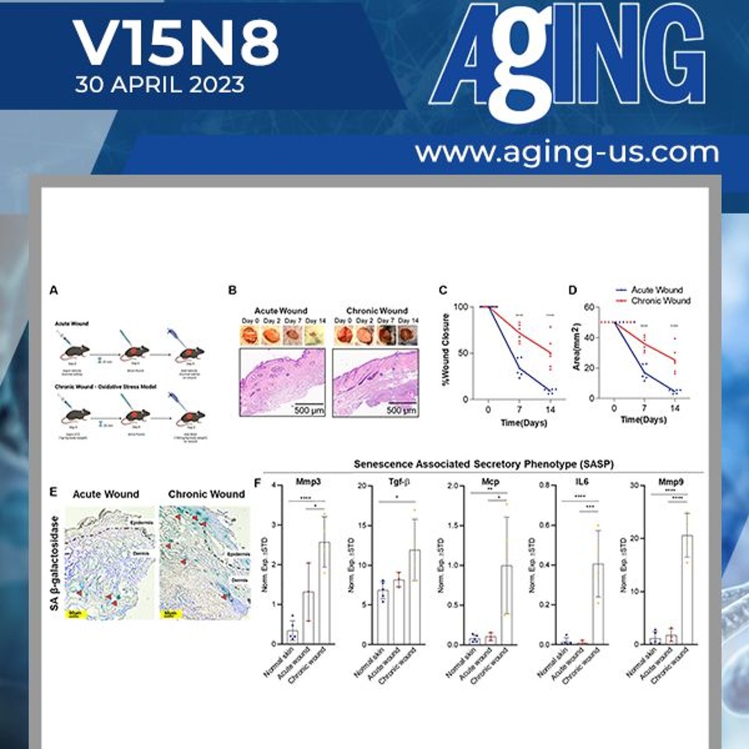 Stream episode A Chronic Wound Model to Investigate Skin Cellular ...