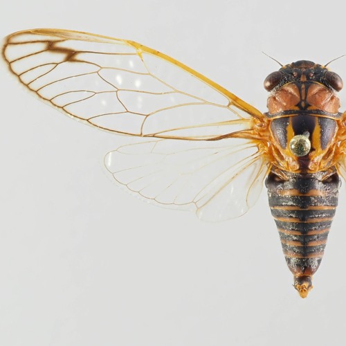 Stream episode Sporty Wattle Cicada calling song by dr-pop podcast ...