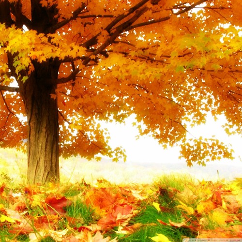 Stream we fell in love in october (chill remix) by Mikey Beats | Listen ...