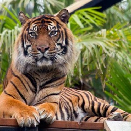 Stream THE CONECTO TAPES 7 PRIVATE TIGER by Massimo Conecto | Listen ...