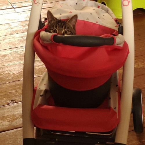 Stream episode KOMIK - Ik zen den BOAS! van mijn EIGE - Me Too by KOMIK ...