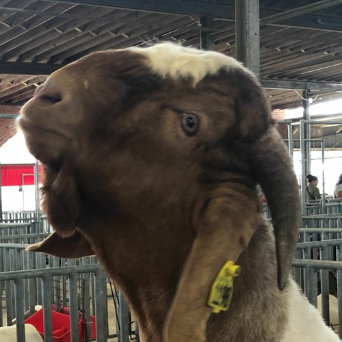 Stream MSF120 Interview: Connie Elam, Lebanon, Boer Goats by Central MO ...