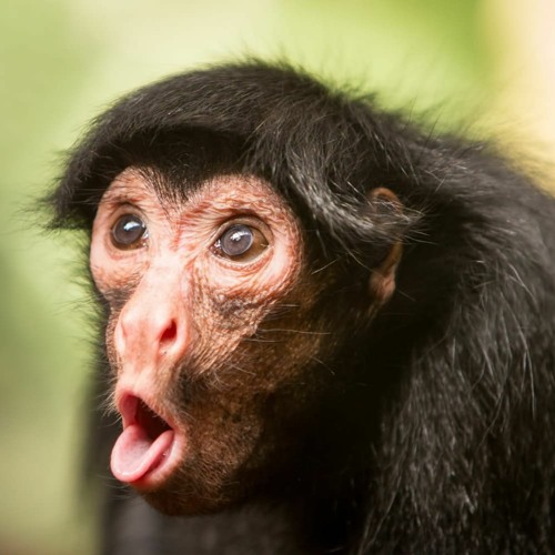 Stream lil froleb x lil dong - Funny Monkey song by FaZe Imposter (Step ...