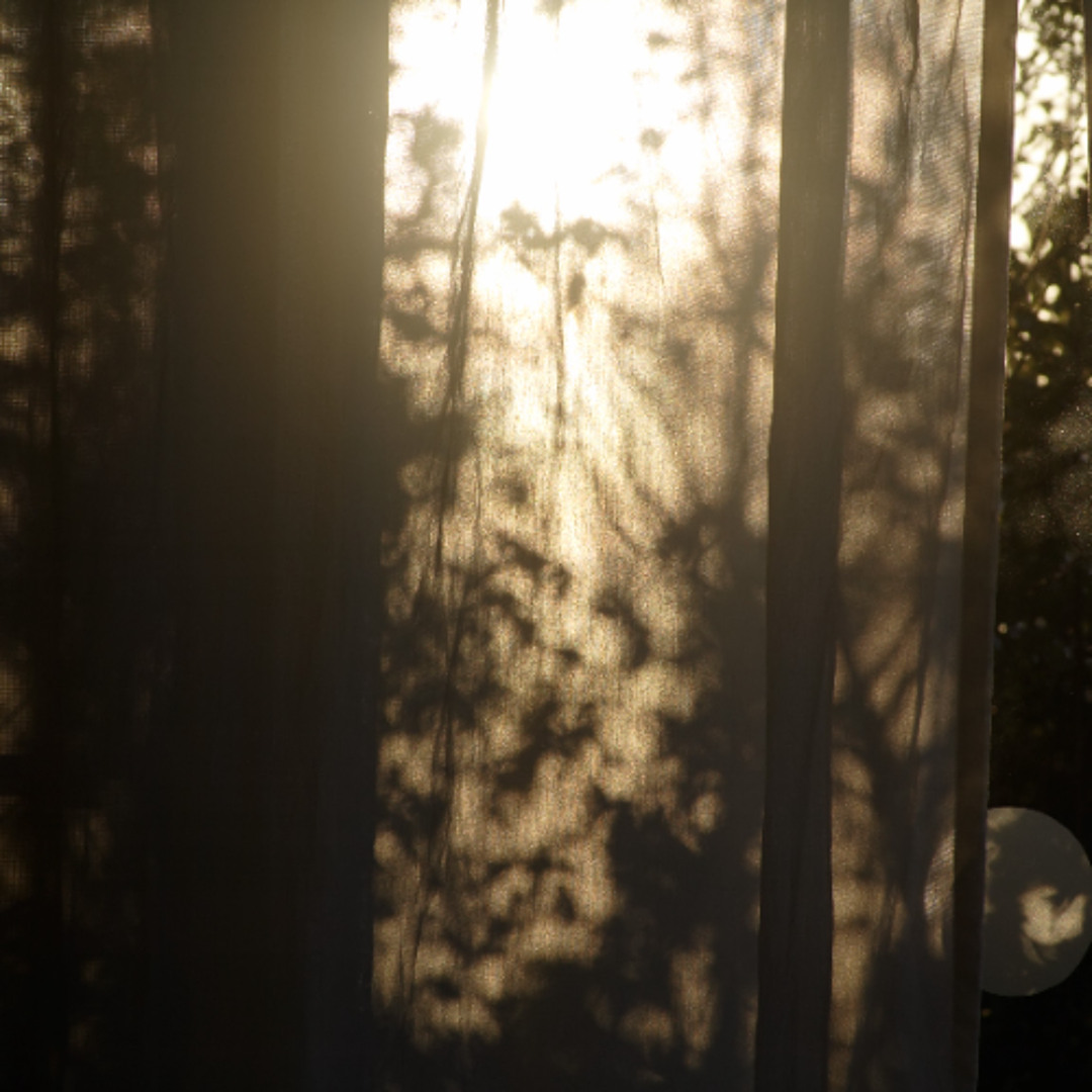 Stream 6am dog poo by Carnivorous Algae | Listen online for free on ...